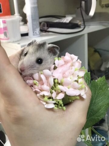 Хомяки 3 шт с переноской