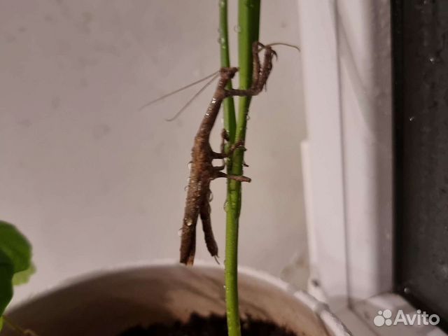 Африканский веточный богомол