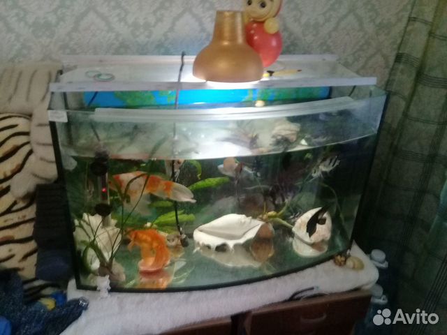 Аквариум с рыбками