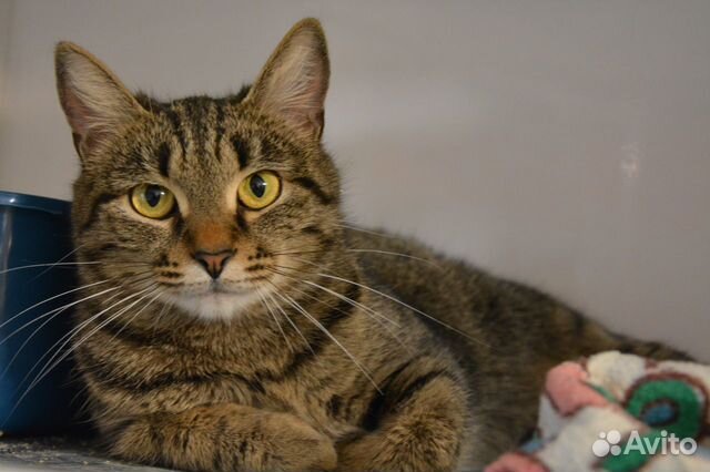 Кошечка Тина в добрые руки