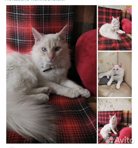 Спасенный котейка ищет дом