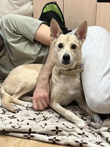 Собака Марго умница красавица