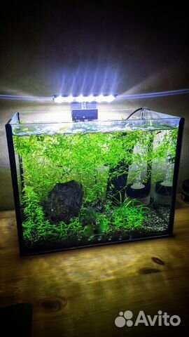 Аквариум с креветками (10 л.)