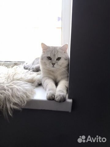 Британский кот на вязку