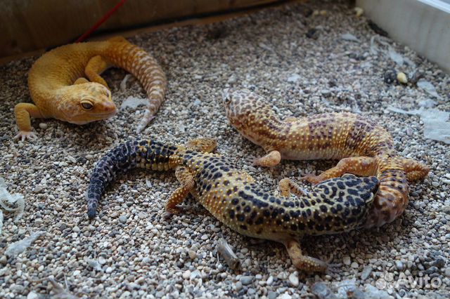 Продаются три эублефара с террариумом