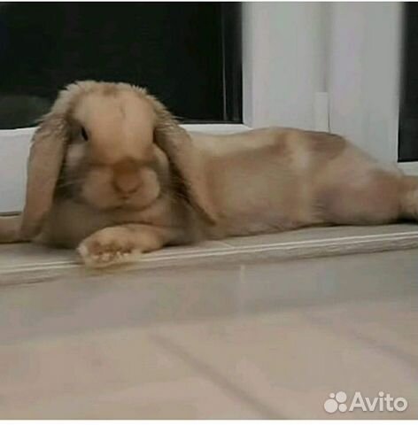 Декоративные кролики вислоухие