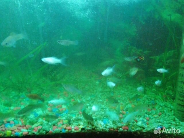 Моллинезия