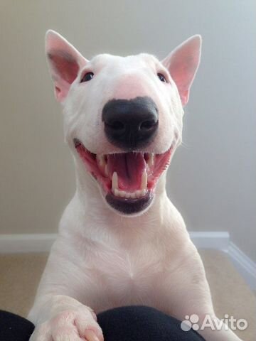 Купить бультерьер