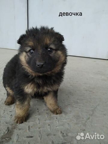 Помесь немца и подлеца