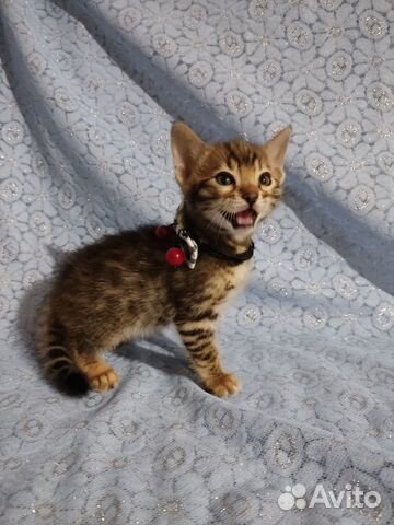 Бенгальские котята