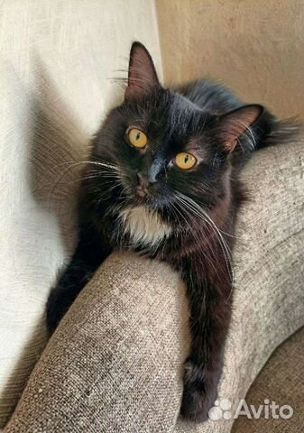 Кошка ищет дом