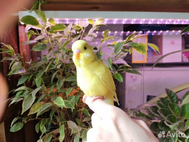 Желтый волнистый попугай (мальчик)