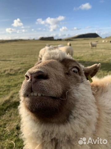 Овцы бараны