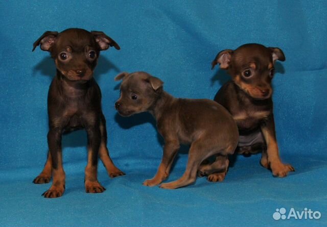 Лиловая банда