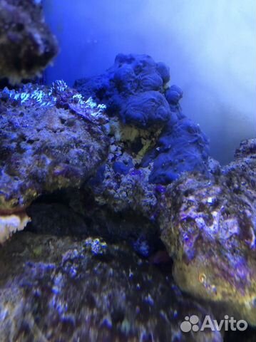 Живые камни в морской аквариум ЖК