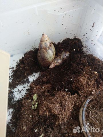 Улики ахатины