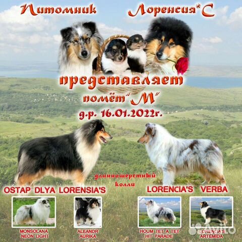 Колли щенки от питомника
