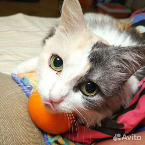 Кошка, кот, котёнок