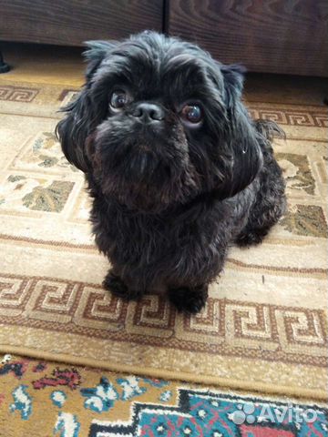 Шитцу кабель 3 года вязка