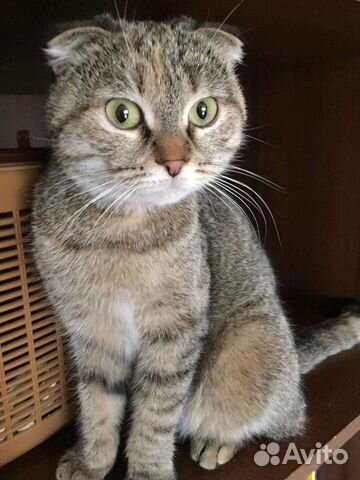 Кошки в добрые руки породистые