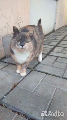 Кошки ищут дом