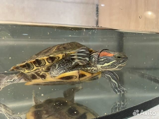 Черепаха с аквариумом