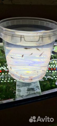 Креветки аквариумные, отбраковка от Ред Фаеров (Re