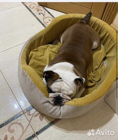 Английский бульдог в добрые руки
