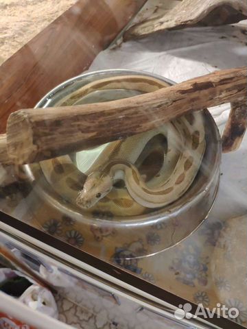 Продам змею