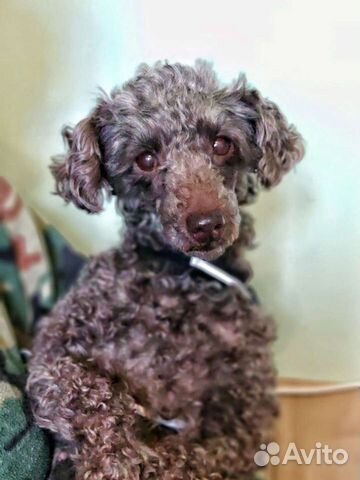 Злата. Маленькая пожилая собака. Бесплатно