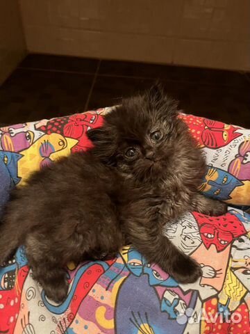 Котенок Чернобурка