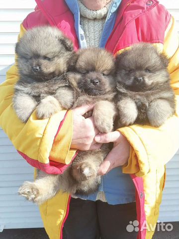 Щенки помски