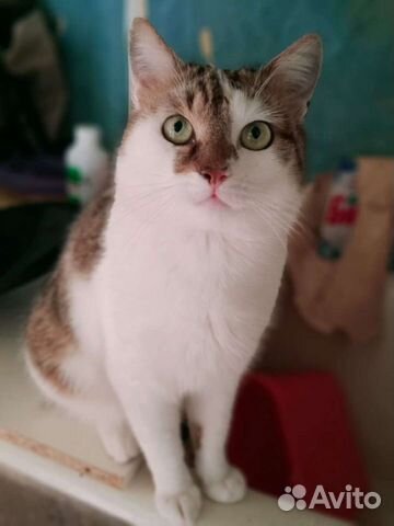 Кот