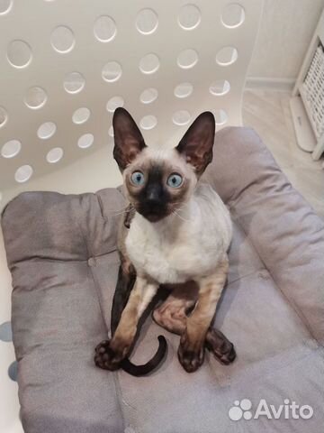 Котята корниш-рекс