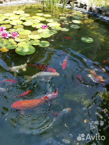 Карпы Кои и Кометы 10-15-20-35см