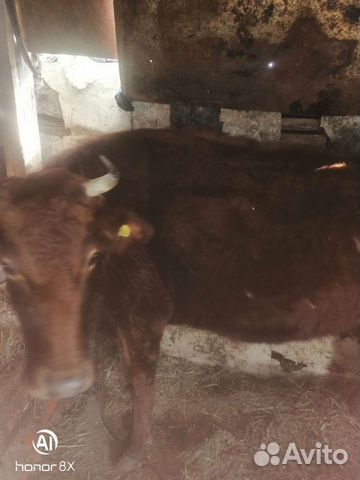 Корова степная красная. Второй отел в конце мая