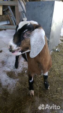 Козлик альпо-нубиец