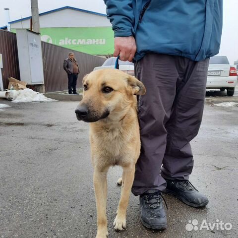 Собака в добрые руки
