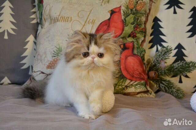 Кошечка Забава