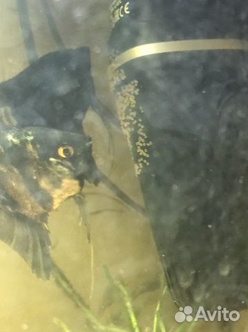 Скалярии отдам или поменяю на растения