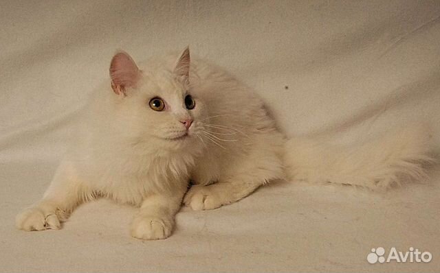 Белоснежная малышка Бэтти