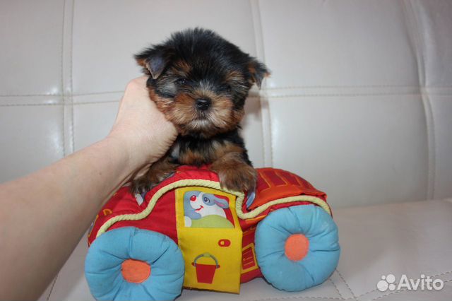 Красавчик мальчик 2 мес