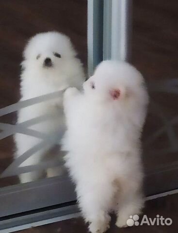 Померанский шпиц