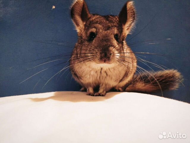 Шиншилла (самка)