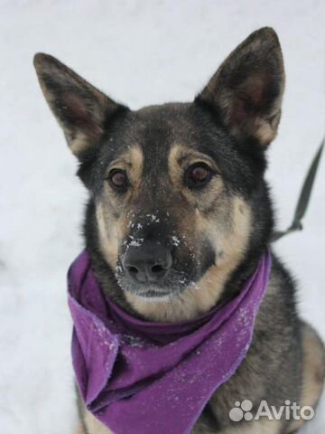 Ариэль - собака, которую предали еще щенком
