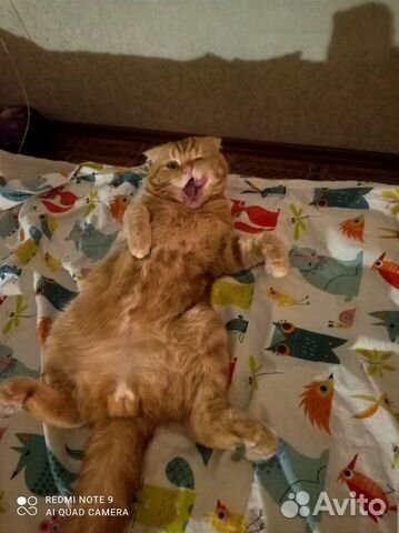 Шотландский кот вязка