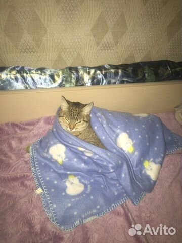 Отдам в добрые руки