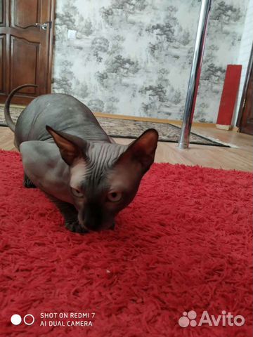 Канадский сфинкс