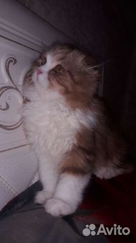Шотландская кошечка 3,5 месяца с редким окрасом
