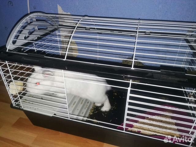 Элитный кролик Хальстландер